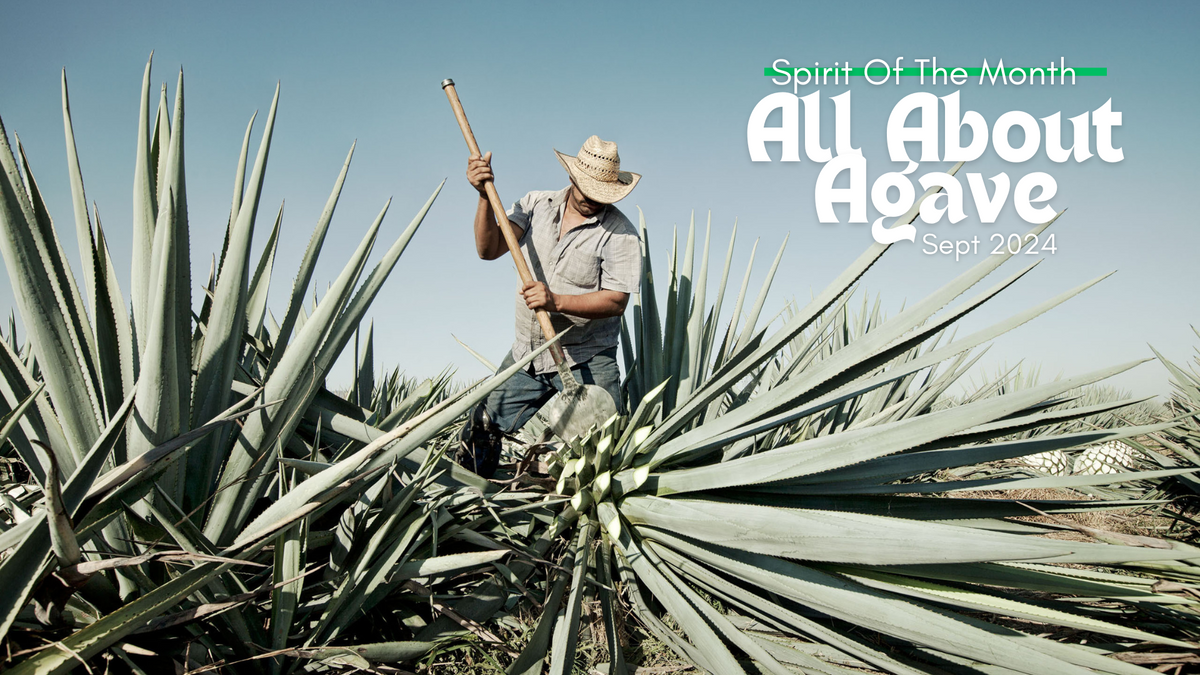 All About Agave! – Beer and Wine Co